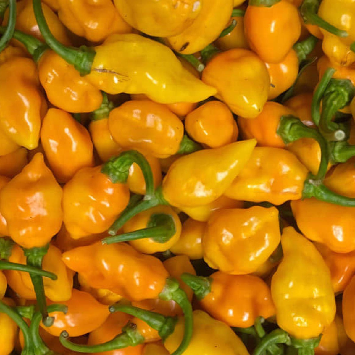 The Datil Pepper, St. Augustine's Treasured Pepper | Craft Hot Sauce